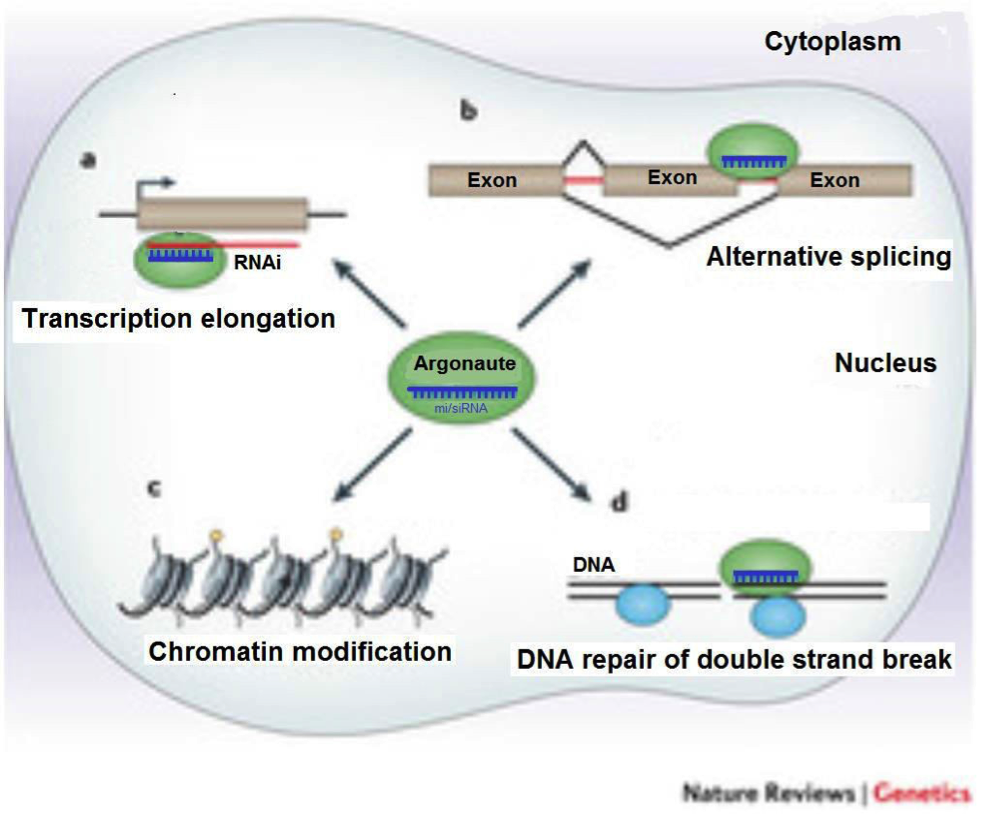 Solved miRNA and siRNA control multiple levels of gene | Chegg.com