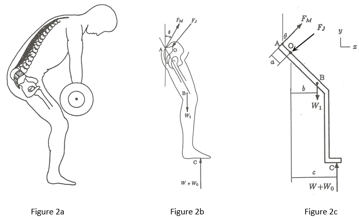 Solved Consider the weight lifter illustrated in Figure 2a | Chegg.com