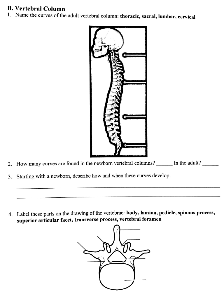Solved B. Vertebral Column 1. Name the curves of the adult | Chegg.com