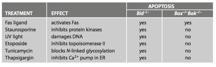 Table Legend: Results in Bid-/- and in Bax-/-Bak-/- | Chegg.com