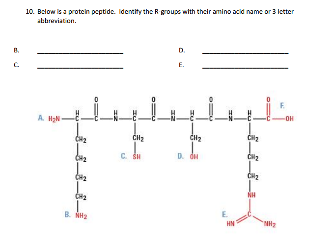 Solved Below is a protein peptide. Identify the R-groups | Chegg.com