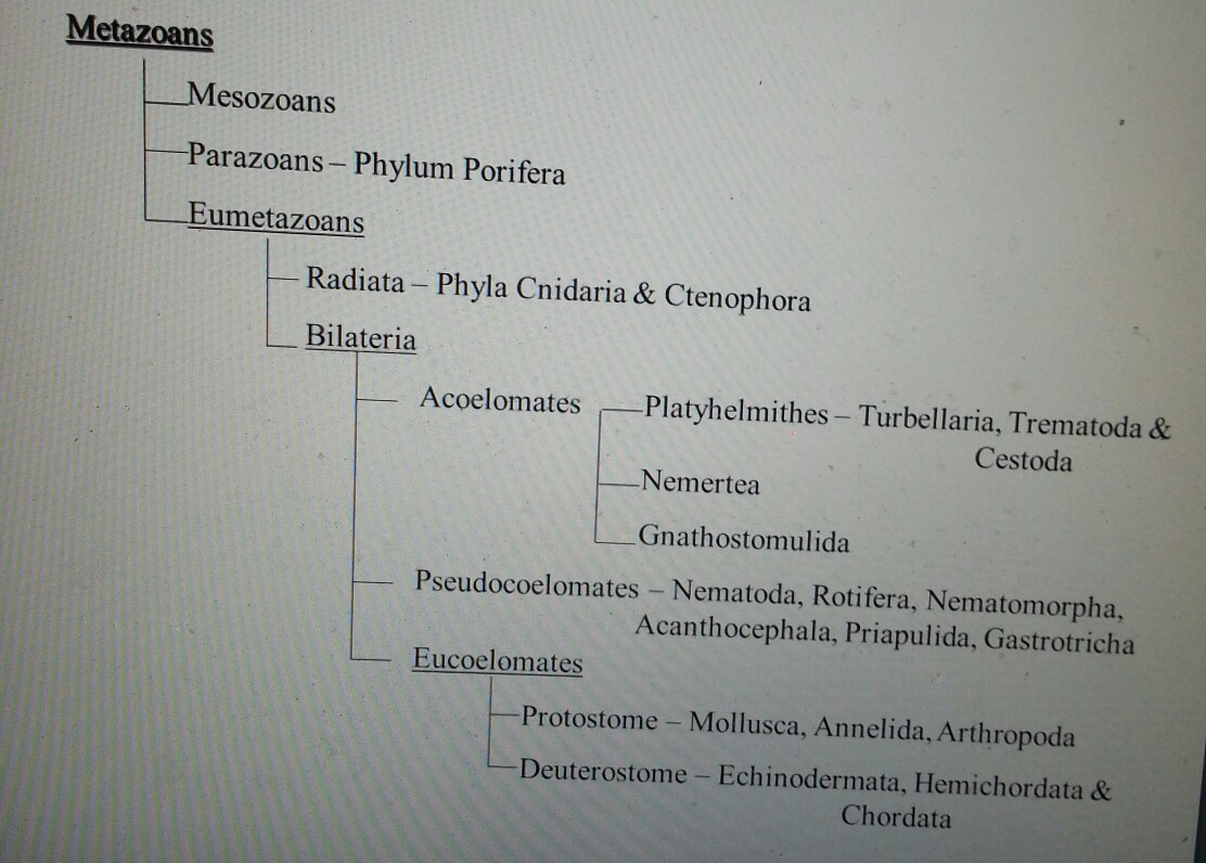 Solved Metazoans Mesozoans Parazoans Phylum Porifera | Chegg.com
