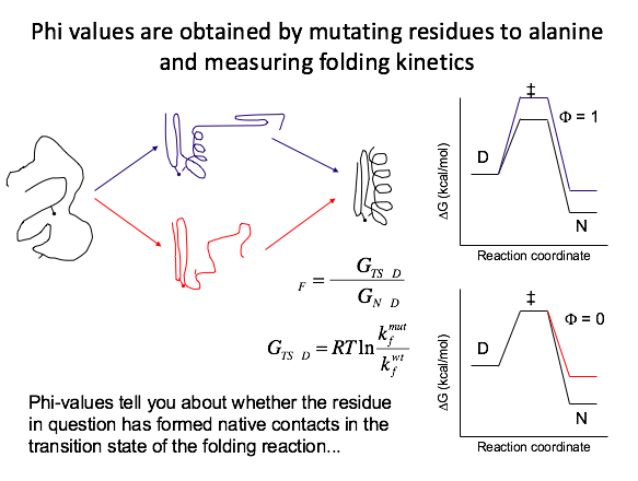 Refer to the lecture slides on folding phi values to | Chegg.com