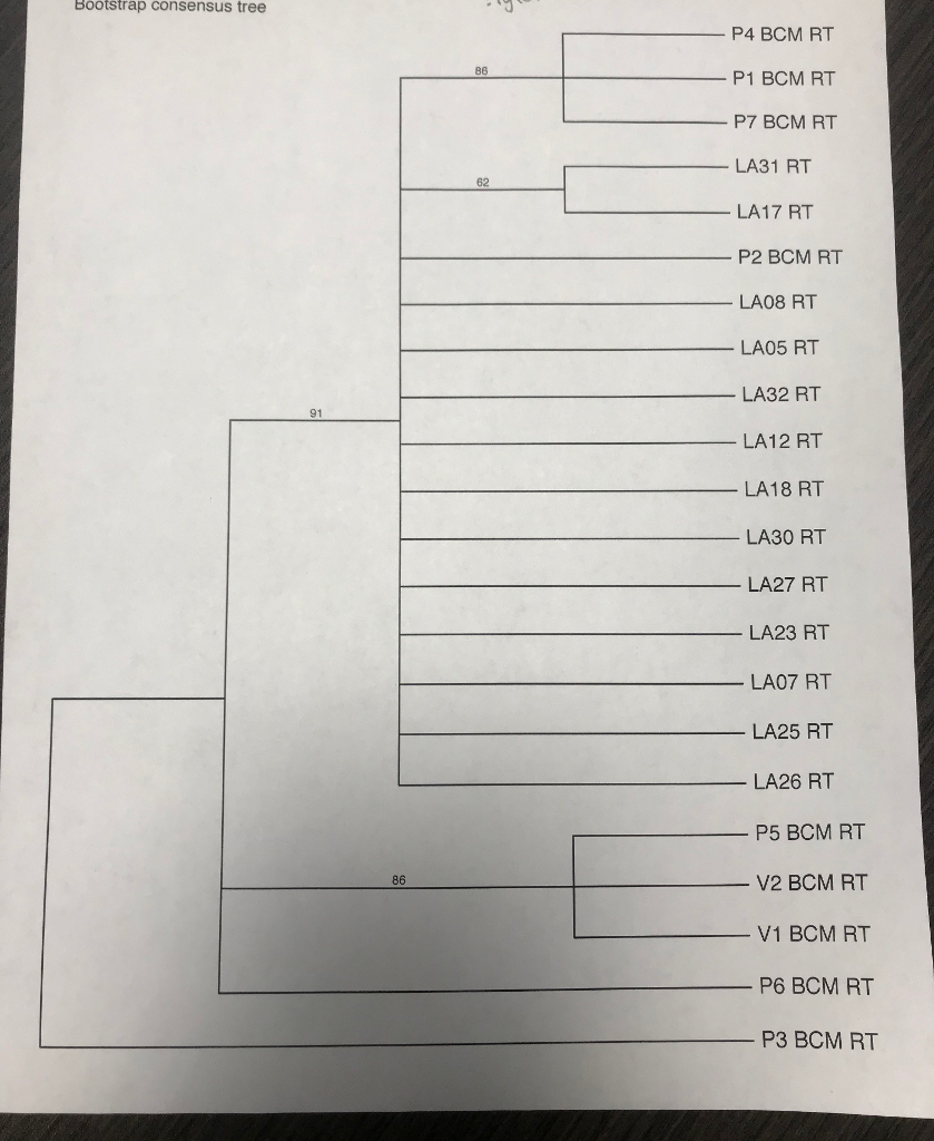 Solved Bootstrap consensus tree P4 BCM RT P1 BCM RT P7 BCM | Chegg.com