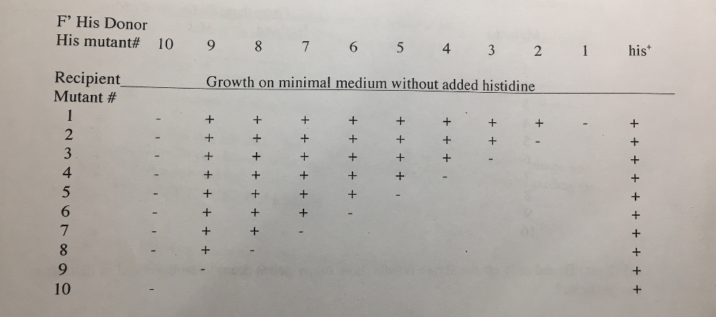 Solved F' merodiploid strains are constructed for the region | Chegg.com