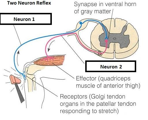 Solved Two Neuron Reflex Synapse in ventral horn of gray | Chegg.com