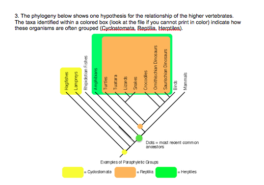 Solved 3. The phylogeny below shows one hypothesis for the | Chegg.com