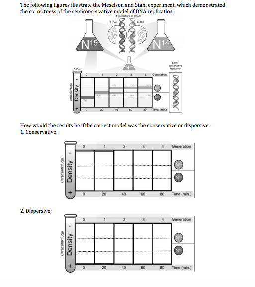 Solved The following figures illustrate the Meselson and | Chegg.com