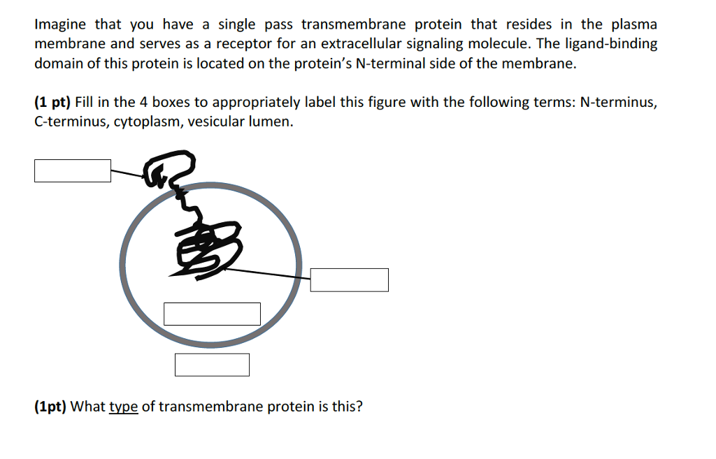 Solved Imagine that you have a single pass transmembrane | Chegg.com