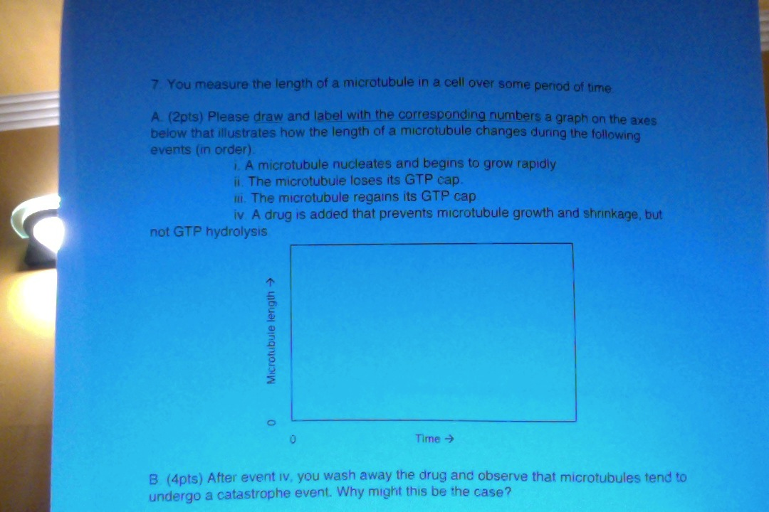 Solved You measure the length of a microtubule in a cell | Chegg.com