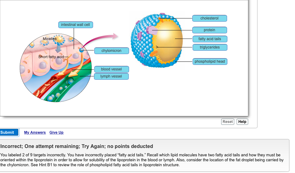 Solved cholesterol intestinal wall cell Micelles fatty acid | Chegg.com