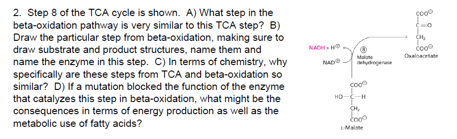 Solved Step 8 of the TCA cycle is shown. A) What step in the | Chegg.com