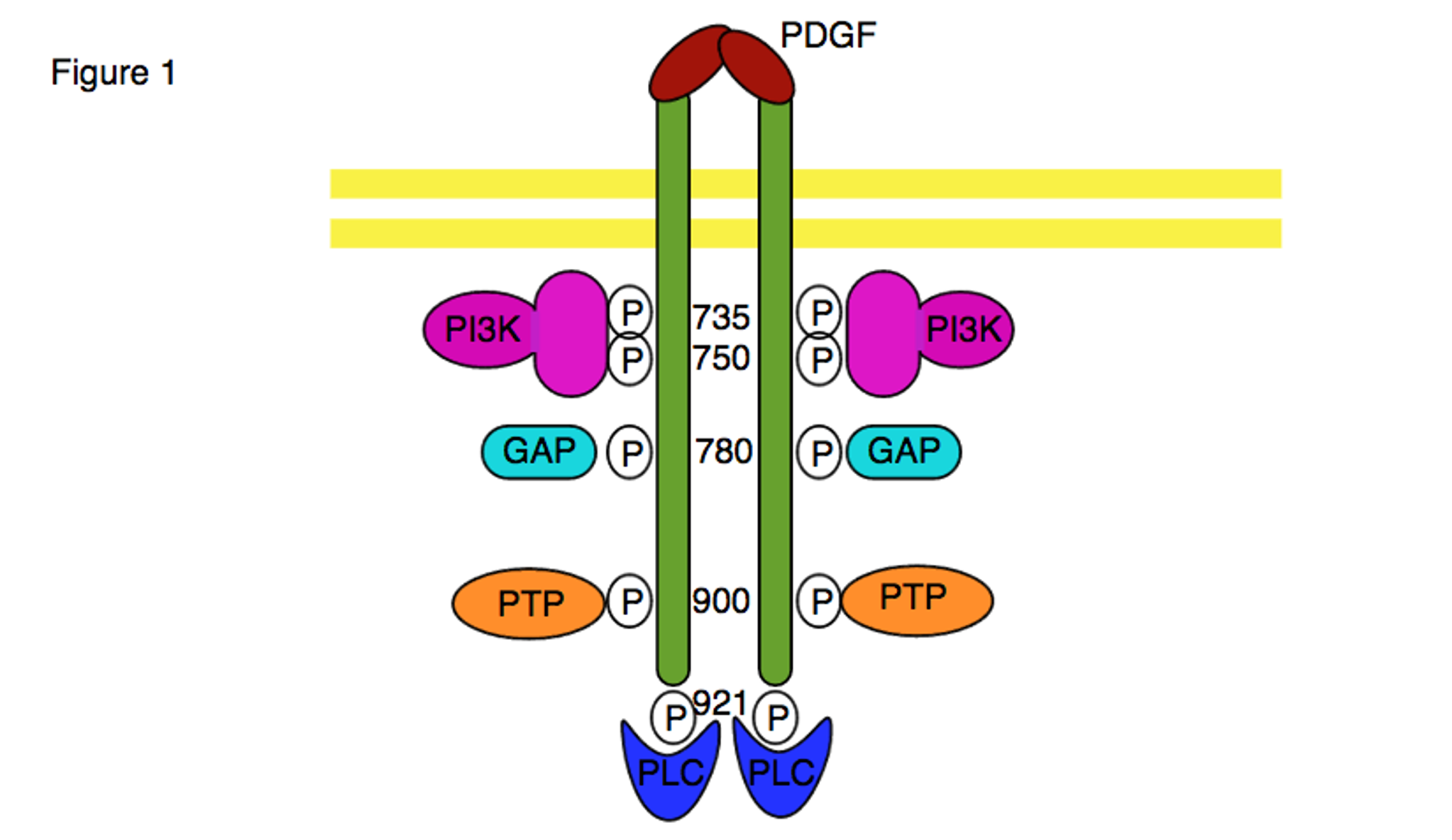 Solved When activated by PDGF the PDGF receptor | Chegg.com