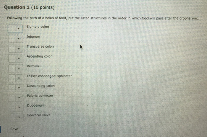 Solved Following the path of a bolus of food, put the listed | Chegg.com