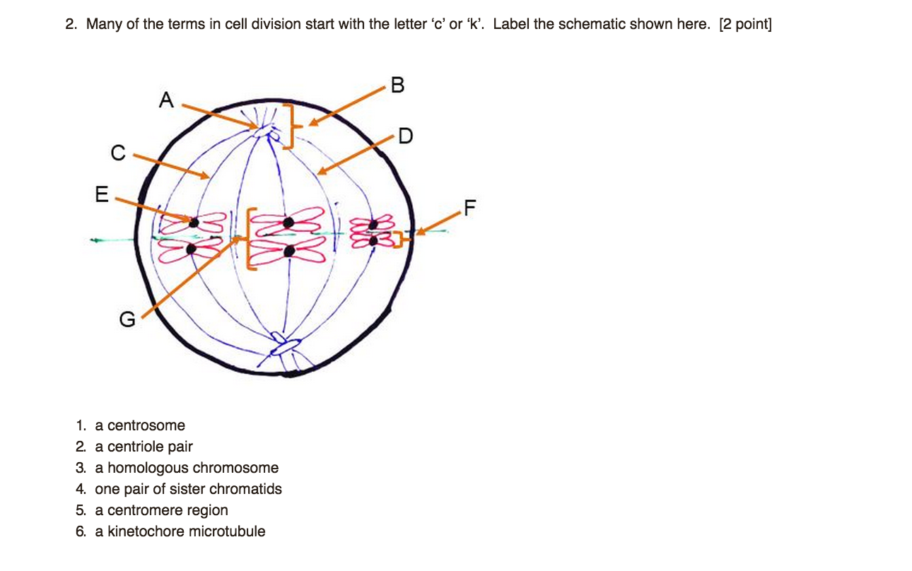 Solved 2. Many of the terms in cell division start with | Chegg.com