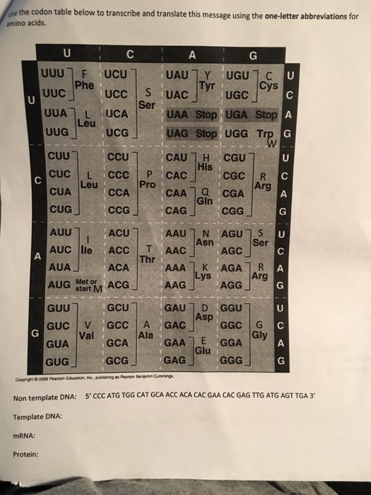 Solved Use the codon table below to transcribe and translate | Chegg.com