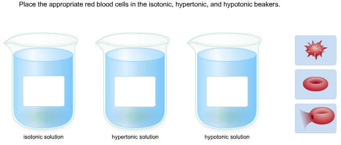 Solved 22.) What property of water molecules leads to | Chegg.com