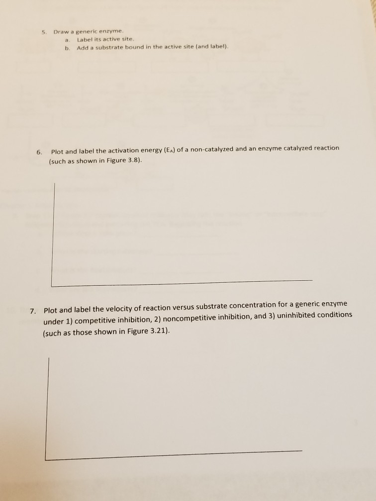 Solved 5. Draw a generic enzyme. Label its active site Add a | Chegg.com
