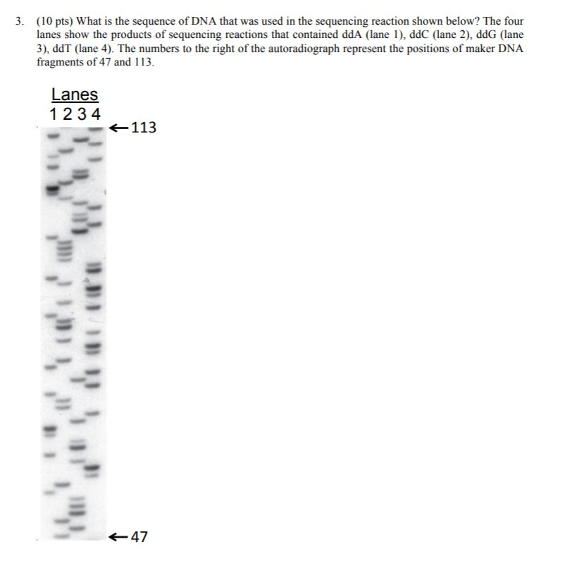 Solved (10 pts) What is the sequence of DNA that was used in | Chegg.com