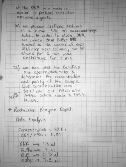 Solved Week 10 - Restriction enzyme Post-Lab Questions | Chegg.com