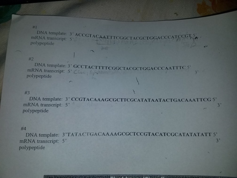 Solved #1 DNA template: 3' ACCGTAC mRNA transcript: S | Chegg.com