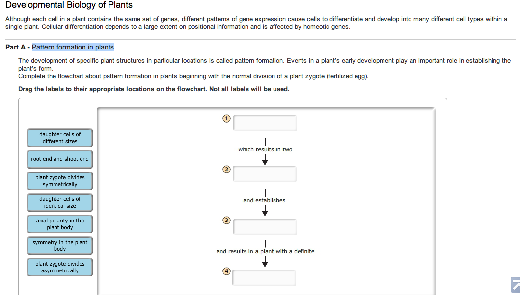 Pattern Formation In Plants