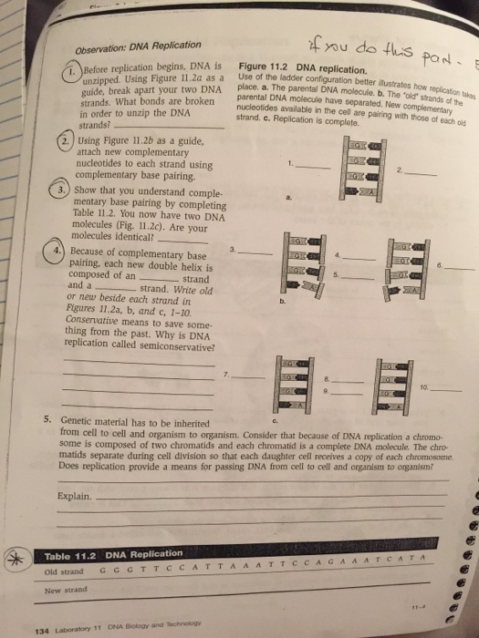 Solved Before replication begins, DNA is unzipped. Using | Chegg.com