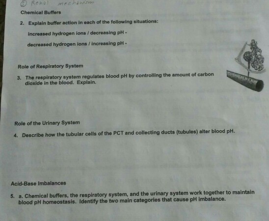 Solved Chemical Buffers 2. Explain buffer action in each of | Chegg.com