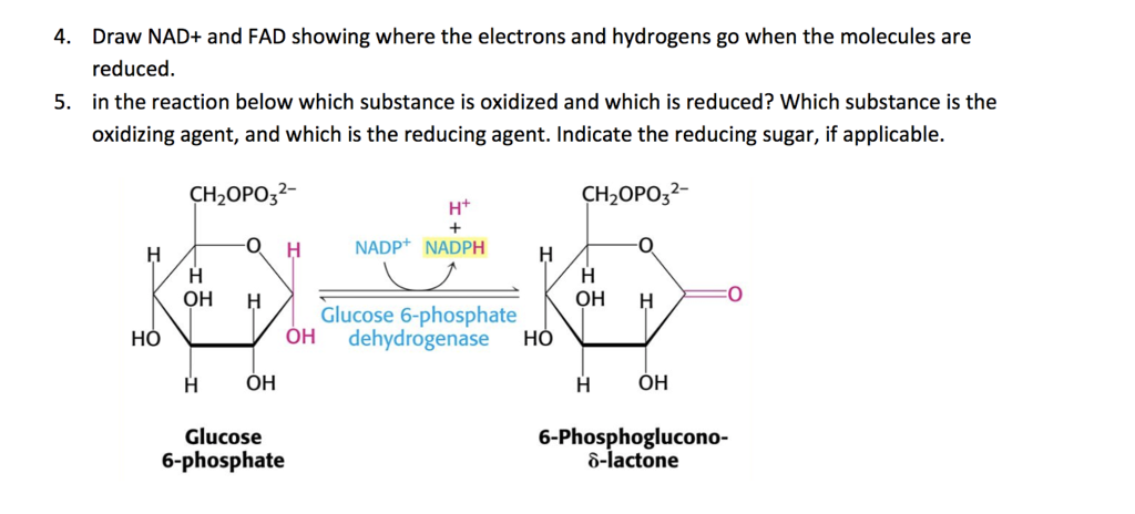 Solved Draw NAD+ and FAD showing where the electrons and | Chegg.com