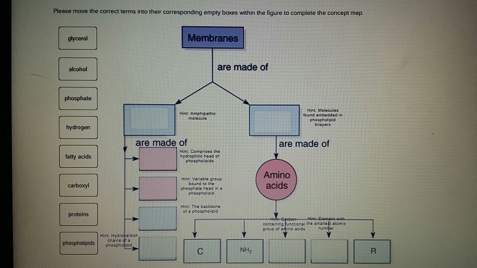 Solved Please move the correct terms into their | Chegg.com