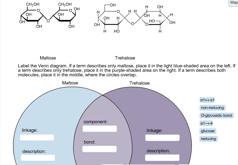 Solved The structures of maltose and trehalose are shown | Chegg.com Solved The structures of maltose and trehalose are shown | Chegg.com