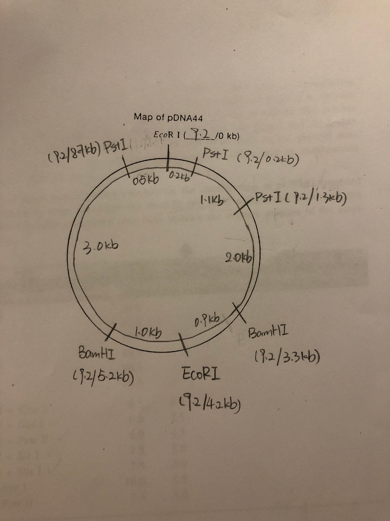 Solved Can someone help me to finish my DNA restriction | Chegg.com