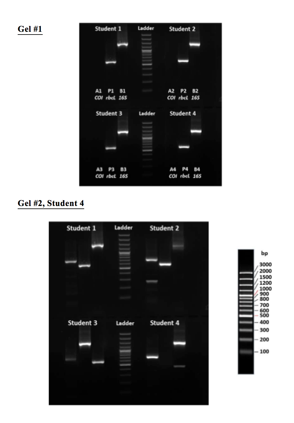 Solved Gel #1: Analyze the gel as a whole using the first | Chegg.com