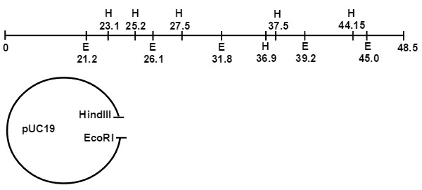 Solved 4. Given the restriction map of bacteriophage lambda | Chegg.com