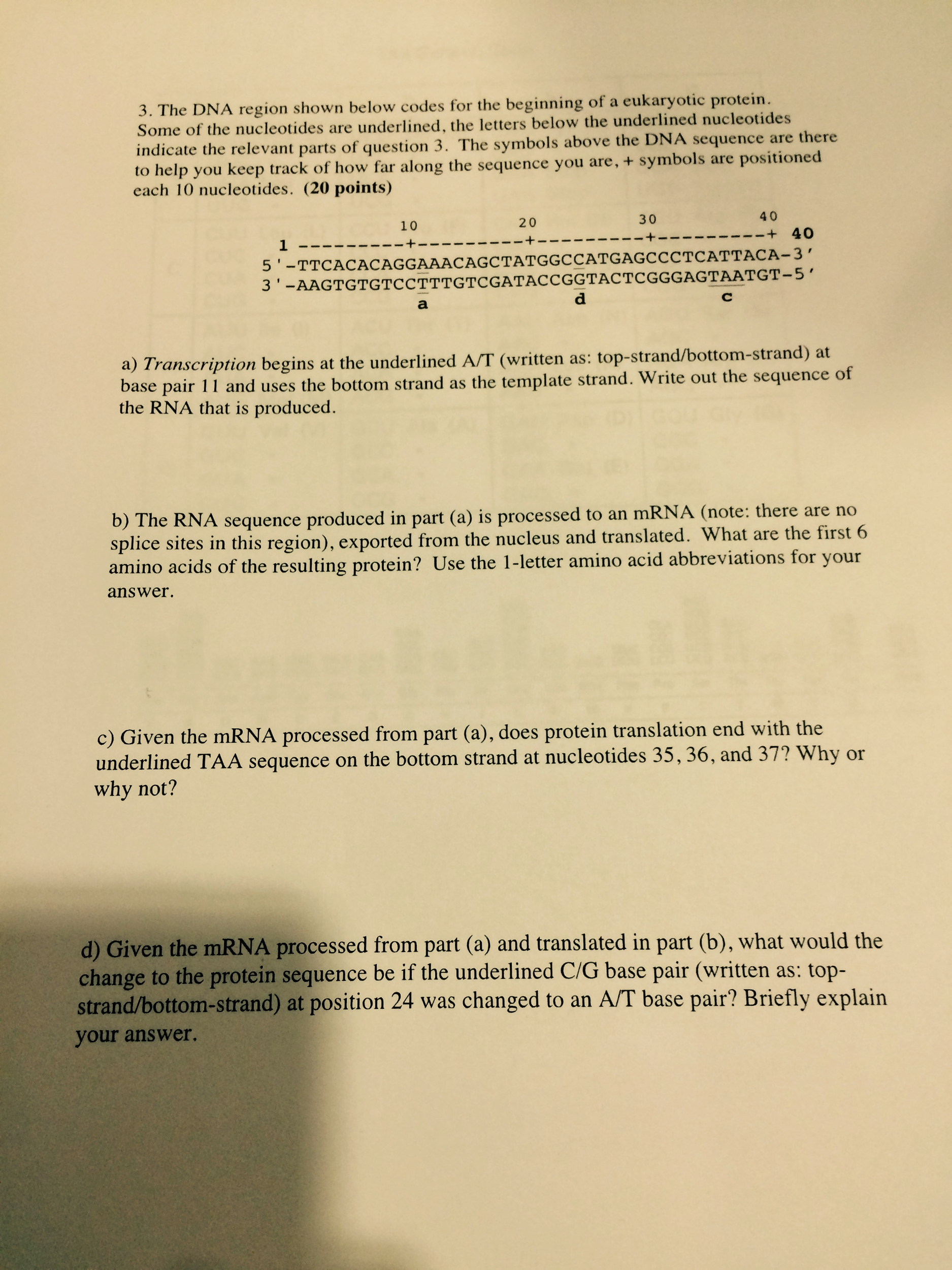 Solved The DNA region shown below codes for the beginning of | Chegg.com