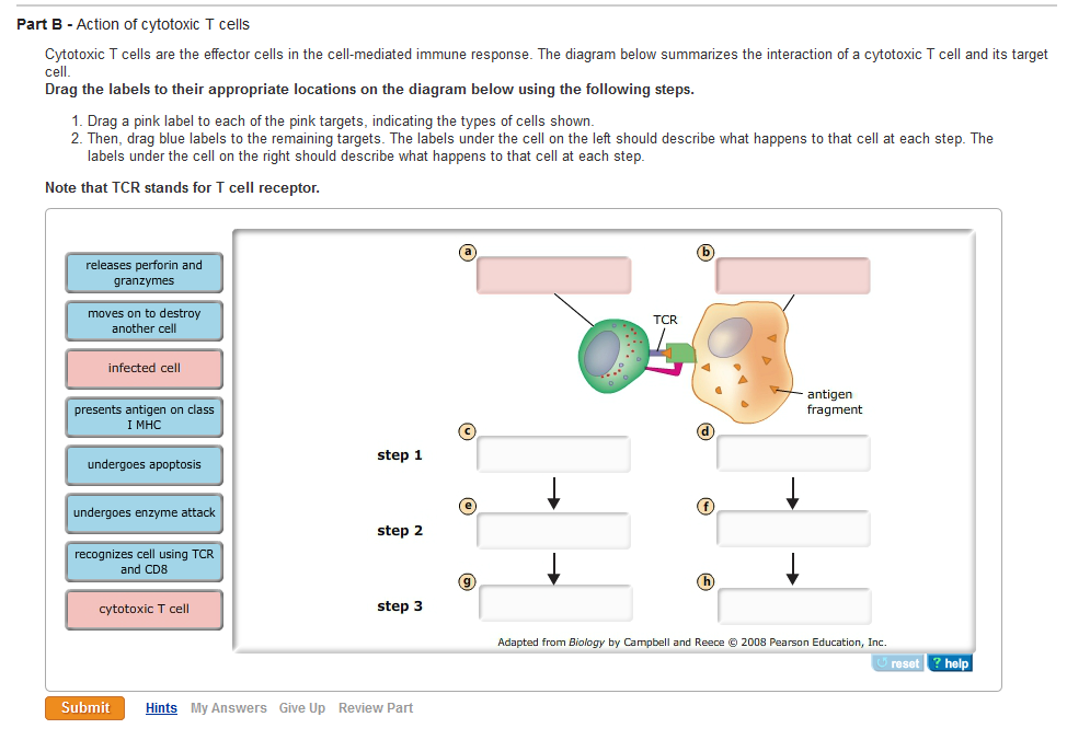 Solved Action of Cytotoxic T cells Cytotoxic T cells are | Chegg.com