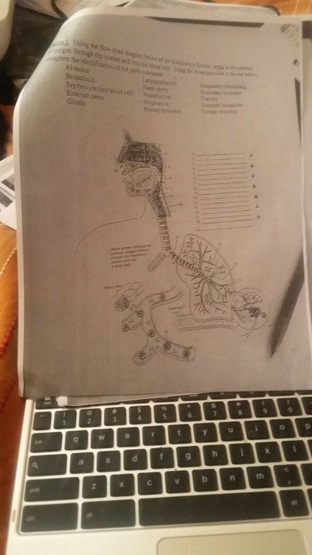 Solved 1a tele The structural, function unit of the | Chegg.com