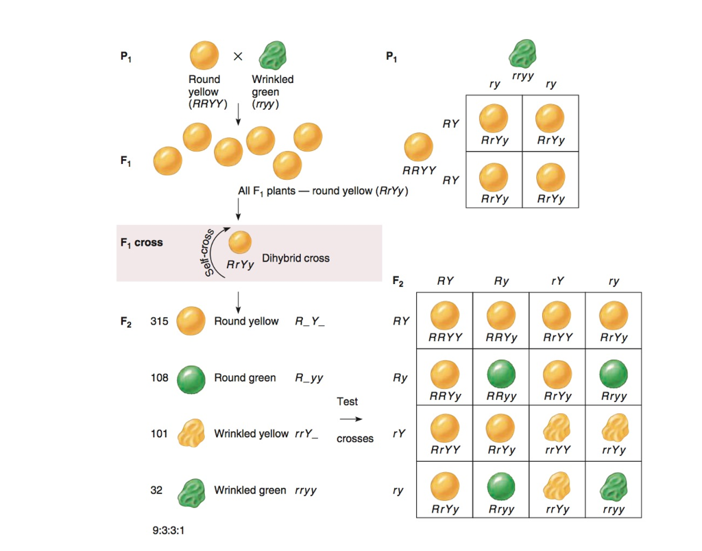 Solved One of Mendel’s crosses is described in Figure 4.10 | Chegg.com