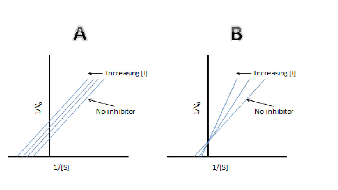 Solved 5. Shown below are two Lineweaver-Burke plots for a | Chegg.com Solved 5. Shown below are two Lineweaver-Burke plots for a | Chegg.com