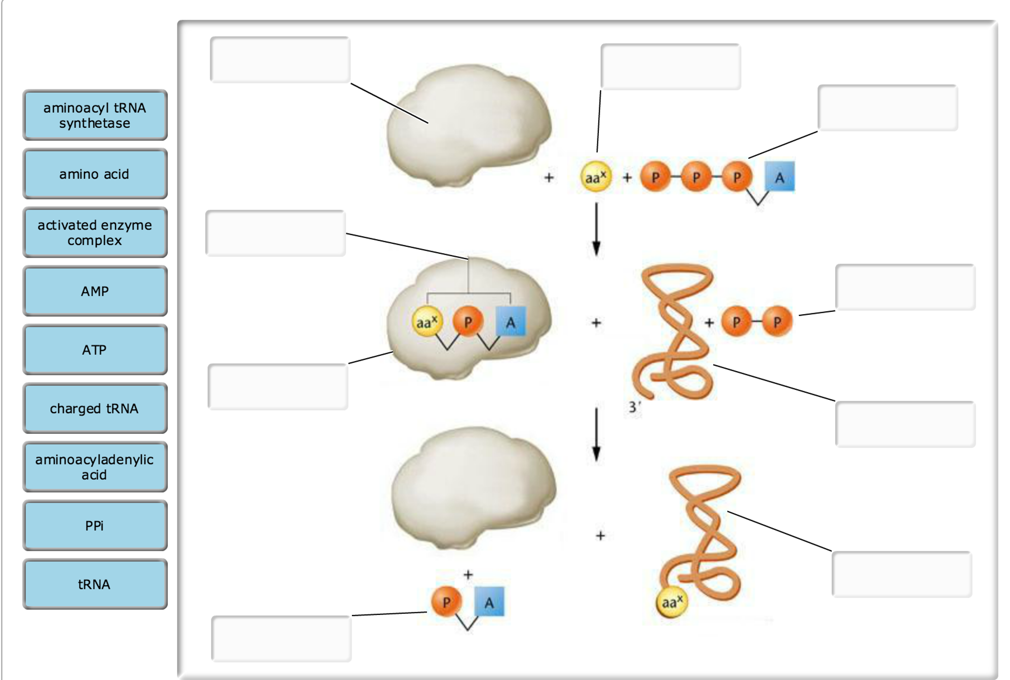 Solved Summarize the steps involved in charging tRNAs with | Chegg.com Solved Summarize the steps involved in charging tRNAs with | Chegg.com