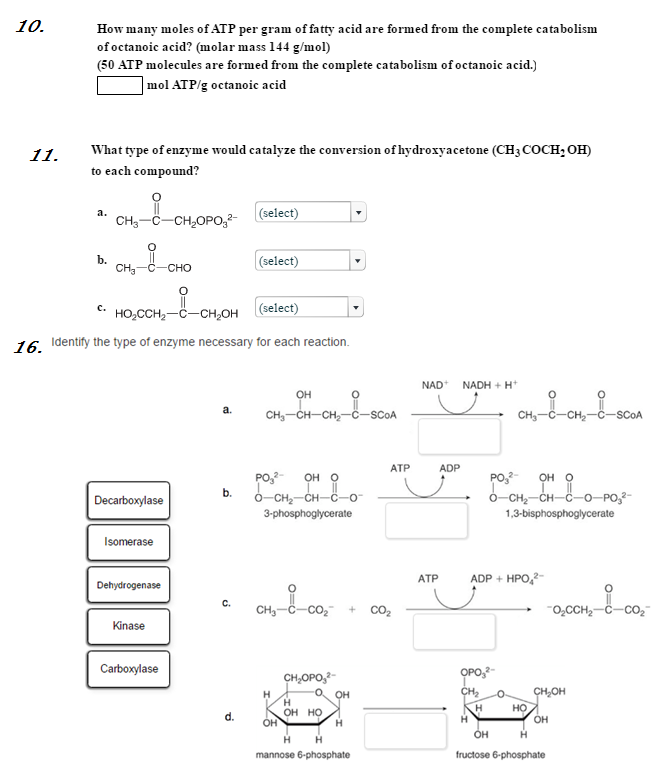 Solved How many moles of ATP per gram of fatty acid are | Chegg.com