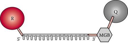 Solved The following diagram is the TaqMan probe which is | Chegg.com