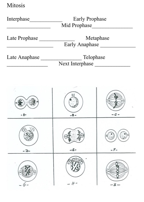 Solved Meiosis Early Prophase Metaphase Mid Prophase Late | Chegg.com