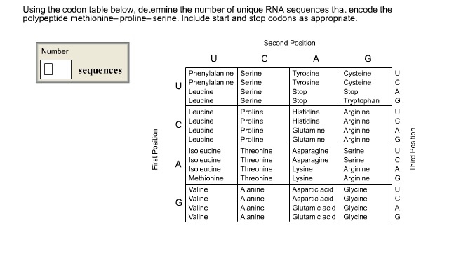 Solved Using the codon table below, determine the number of | Chegg.com