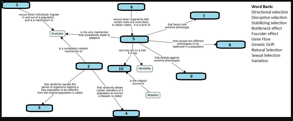 Solved Word Bank: Directional selection Disruptive selection | Chegg.com
