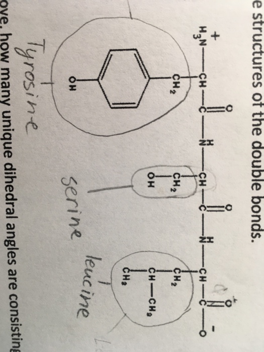 Shown below is a tripeptide. I already labeled the | Chegg.com