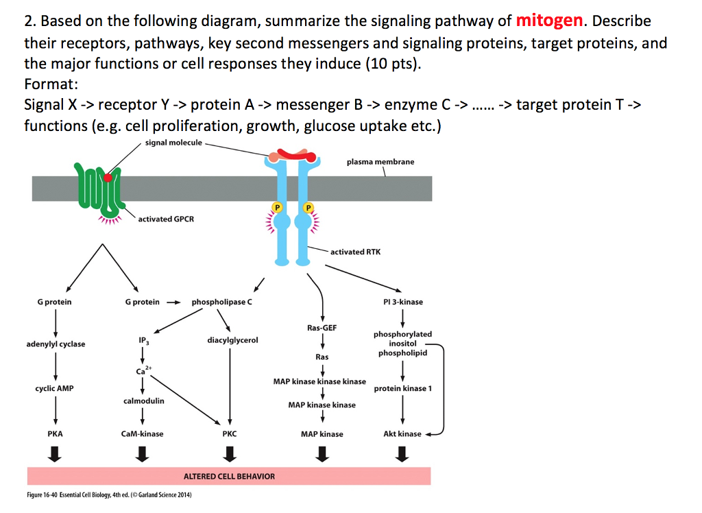 Solved Based on the following diagram, summarize the | Chegg.com
