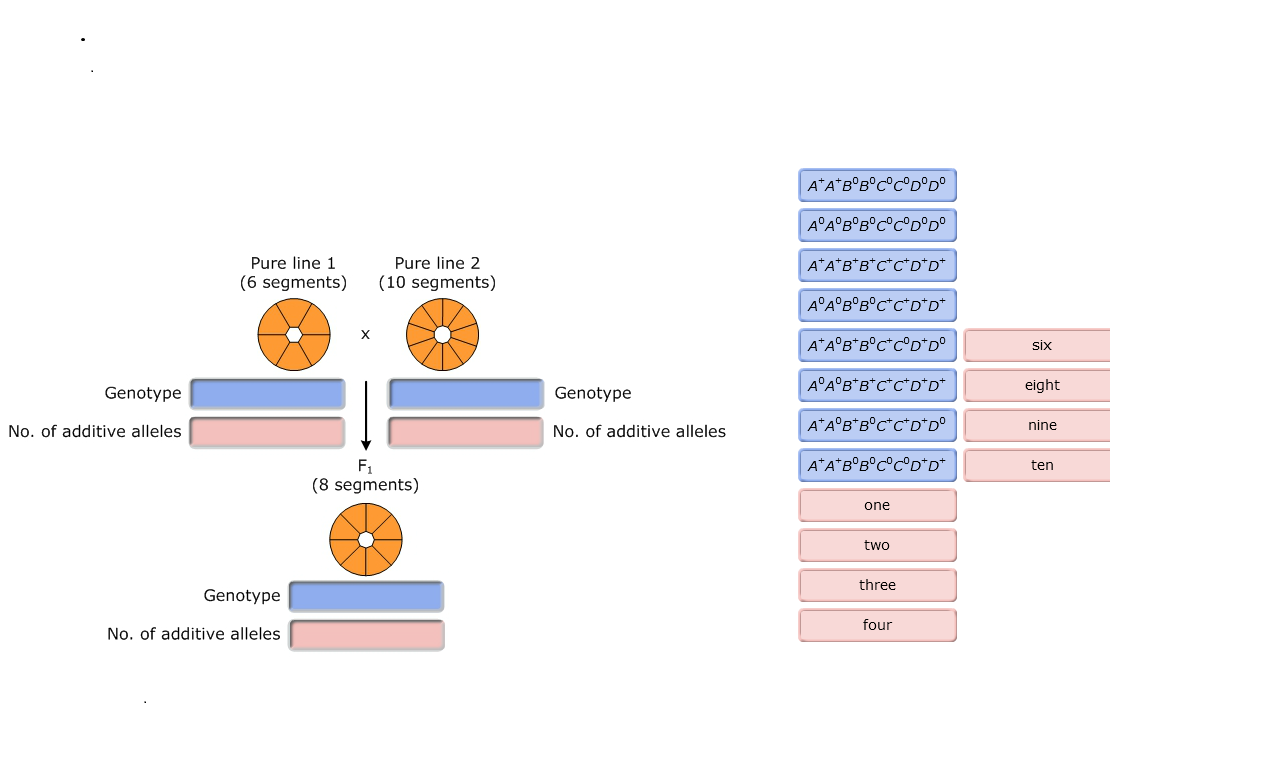 Solved You decide to designate the alleles of the four loci | Chegg.com