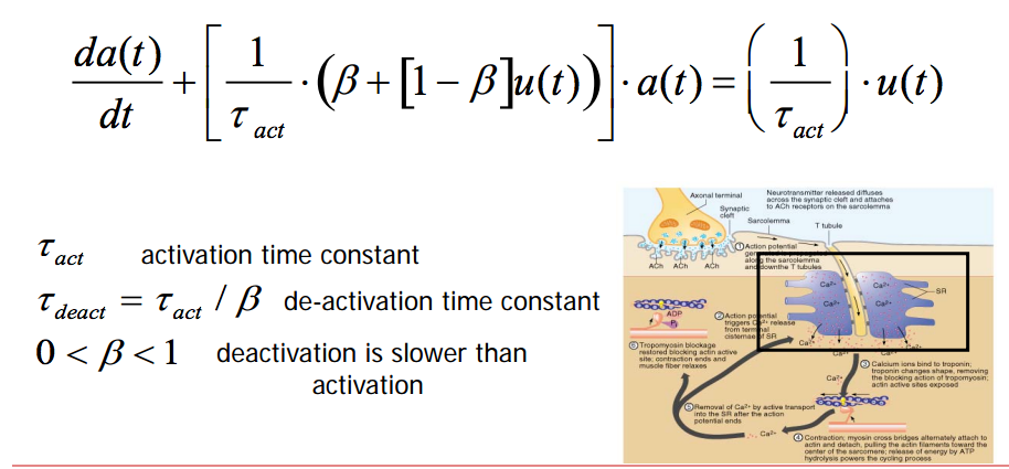 Solved Given the neural excitation u(t) shown below, plot | Chegg.com
