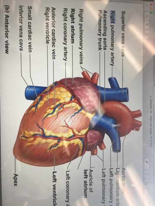 Solved s Chapter 18-heart.pdt (page 16 of 84) Aortic arcl | Chegg.com